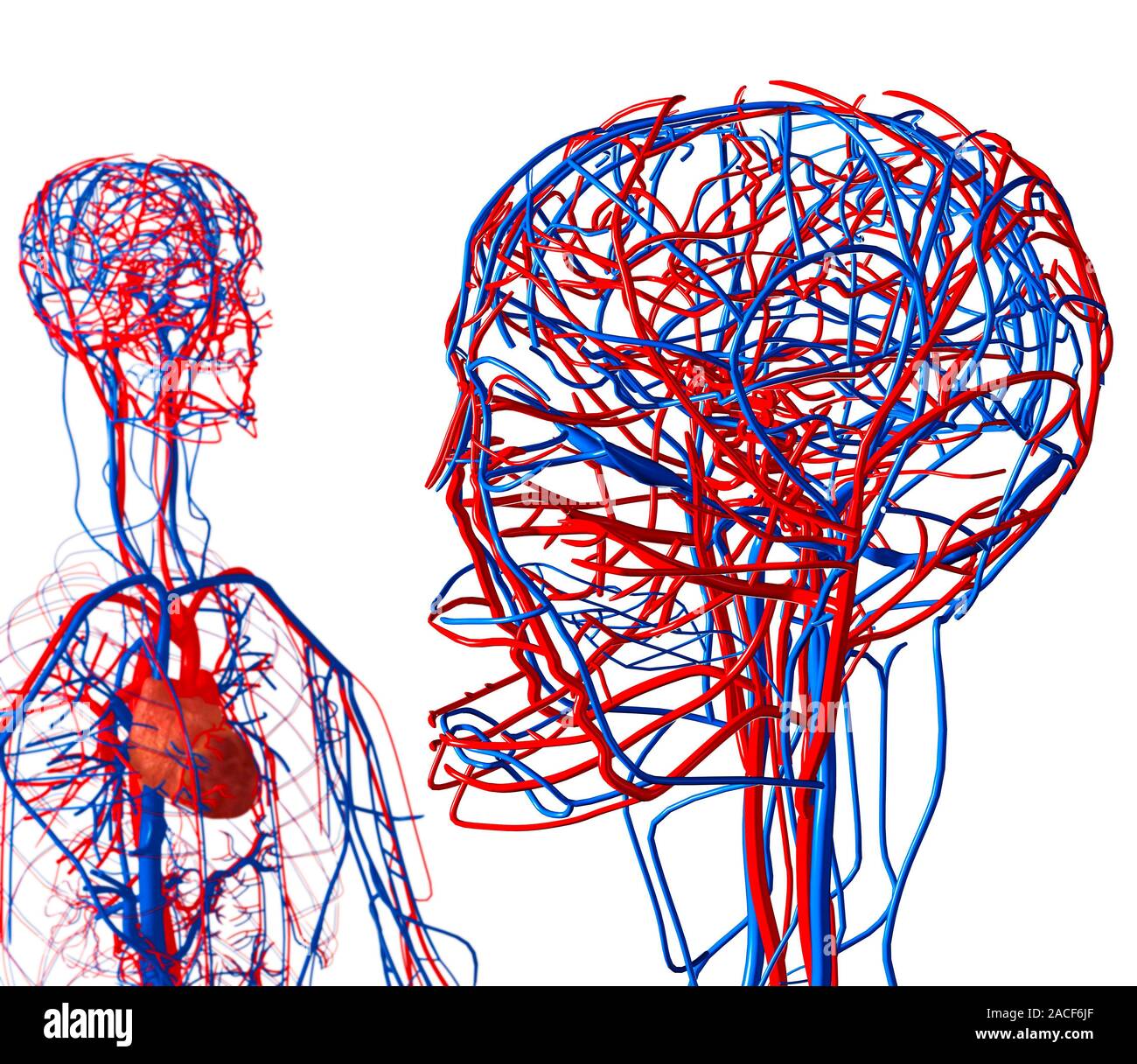 Cardiovascular system. Computer artwork showing the blood vessels of ...