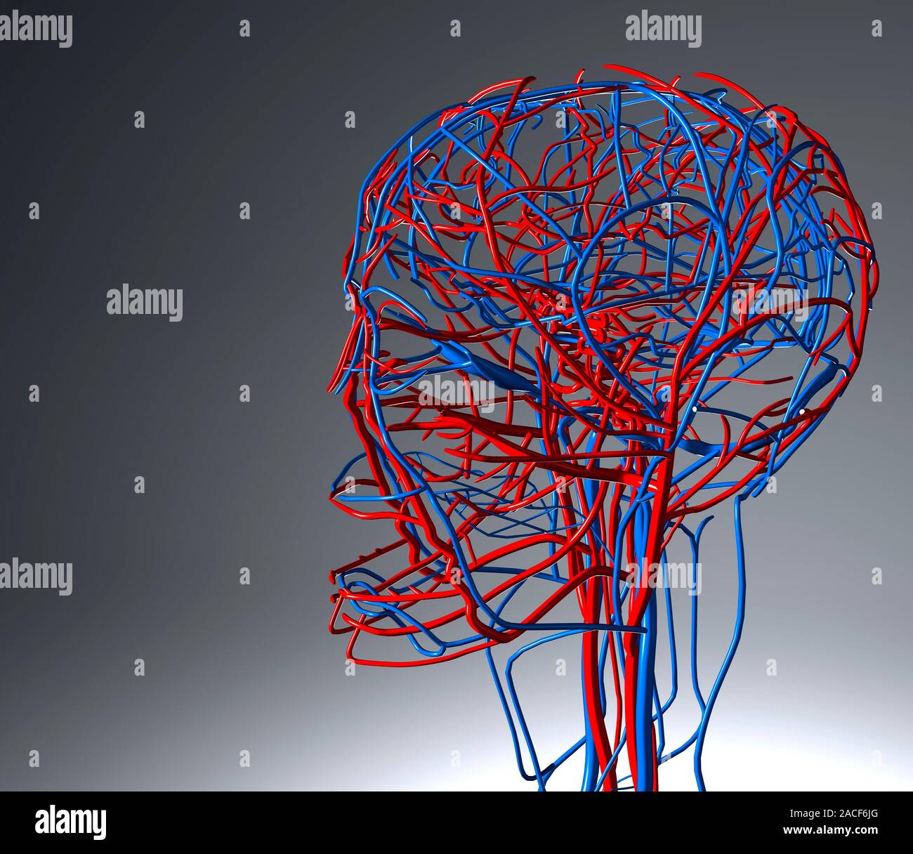 Circulatory system. Computer artwork showing the blood vessels of the ...