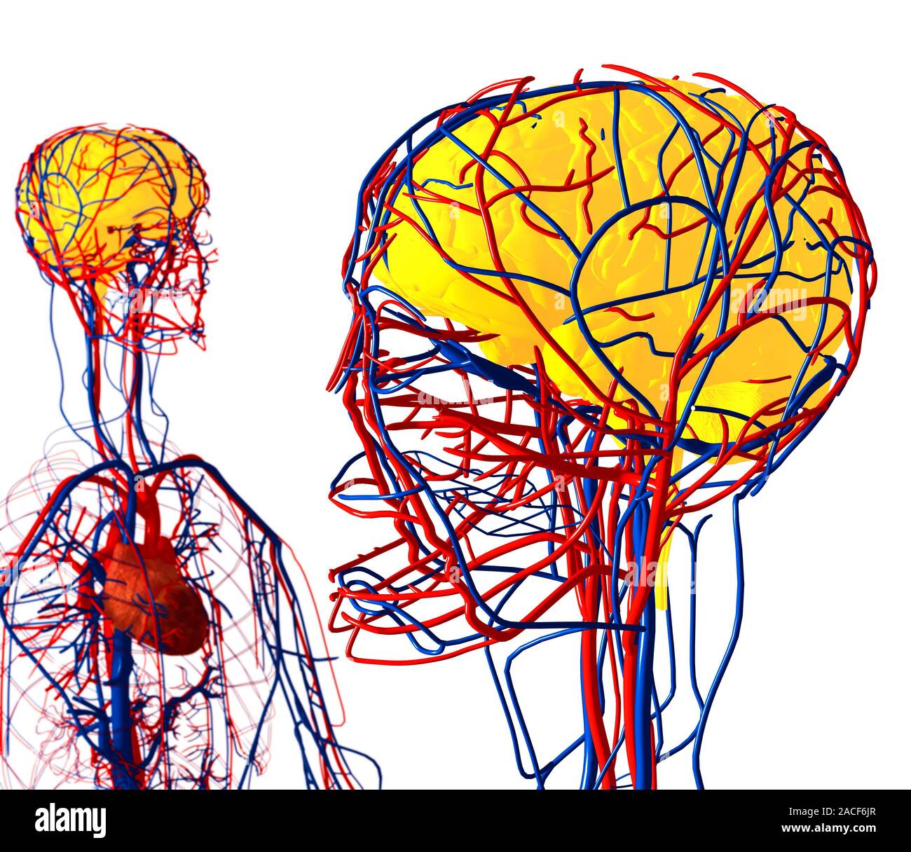 Cardiovascular system and brain. Computer artwork showing the blood ...