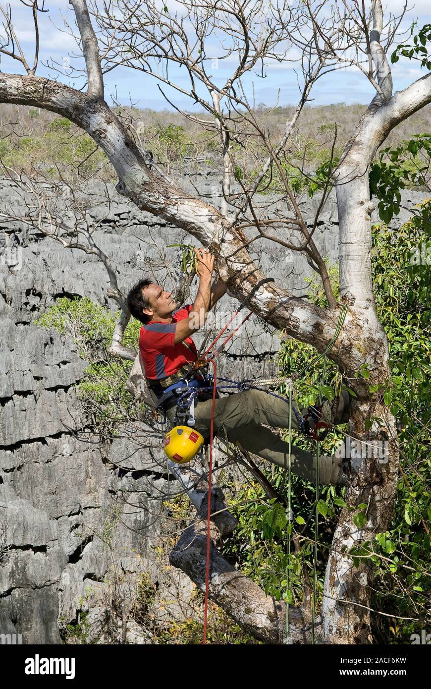 Collecting insects. Entomologist capturing insects from a tree in the ...