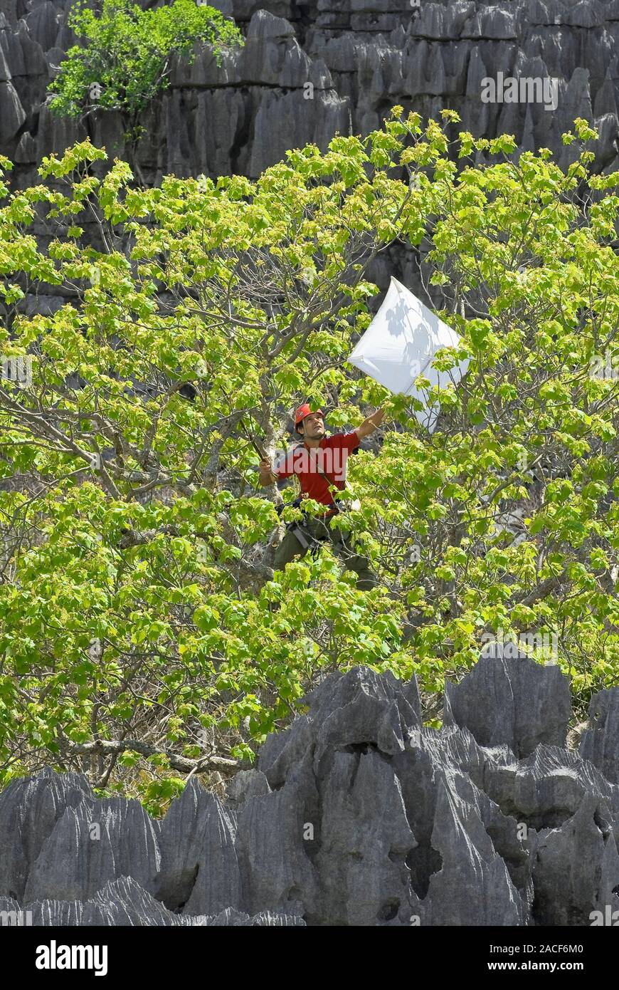 Collecting insects. Entomologist capturing insects from a tree in the ...