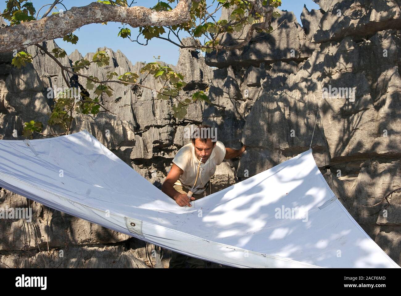 Collecting insects. Entomologist capturing insects using a pooter. The ...