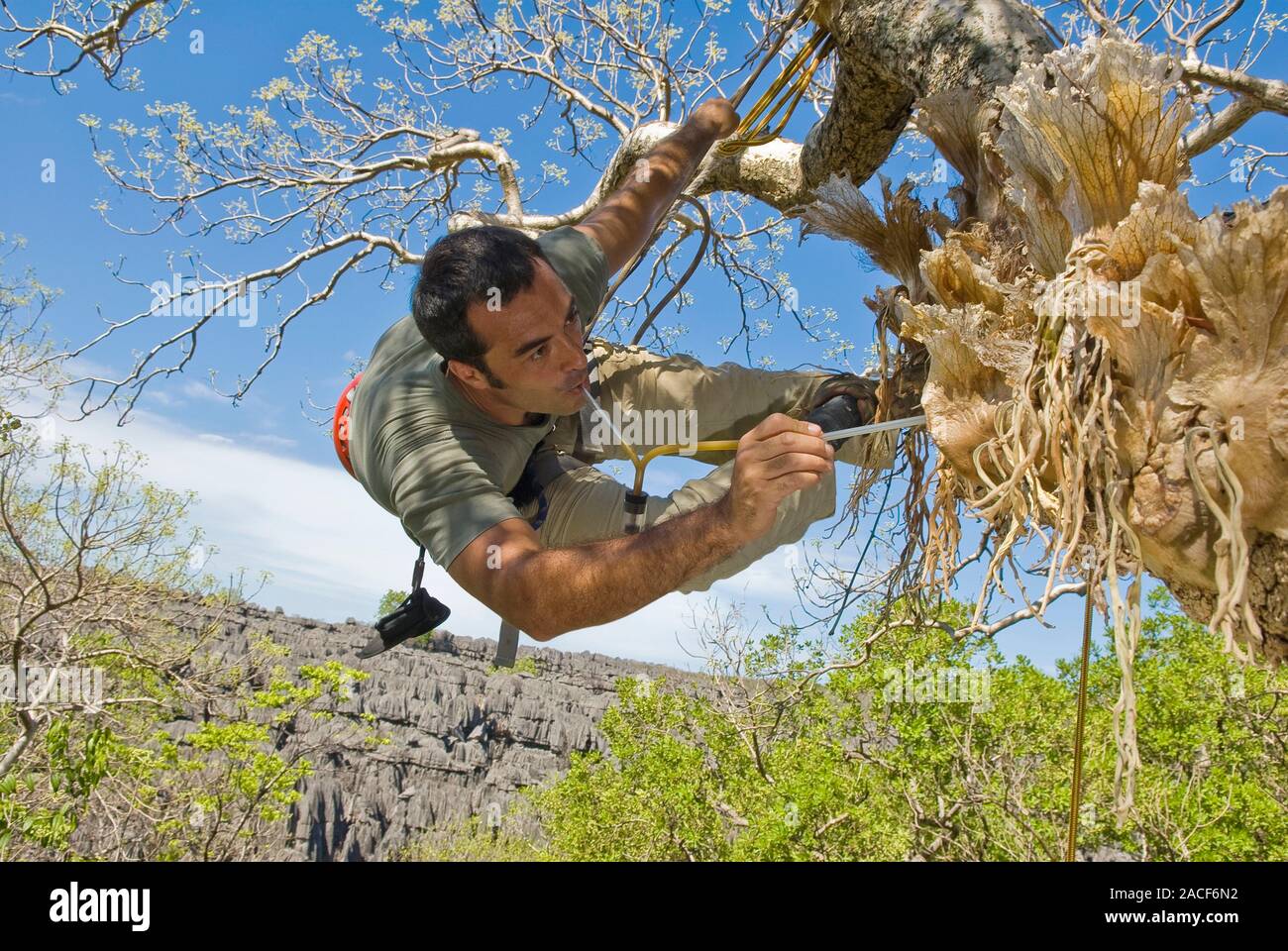 Collecting insects. Entomologist capturing insects from a tree using a ...