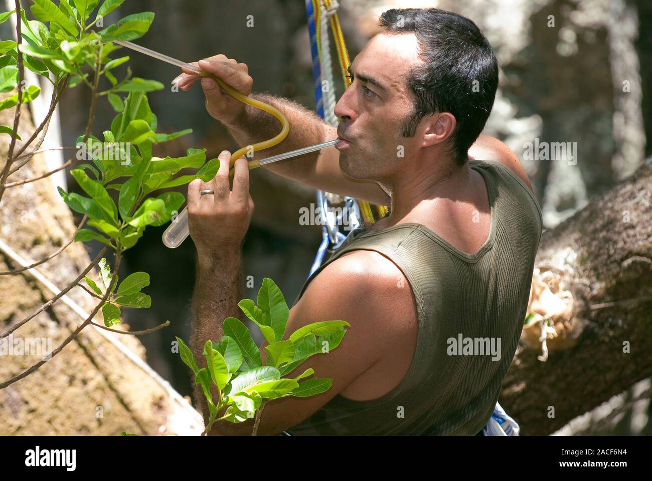 Collecting insects. Entomologist capturing insects from a tree using a ...