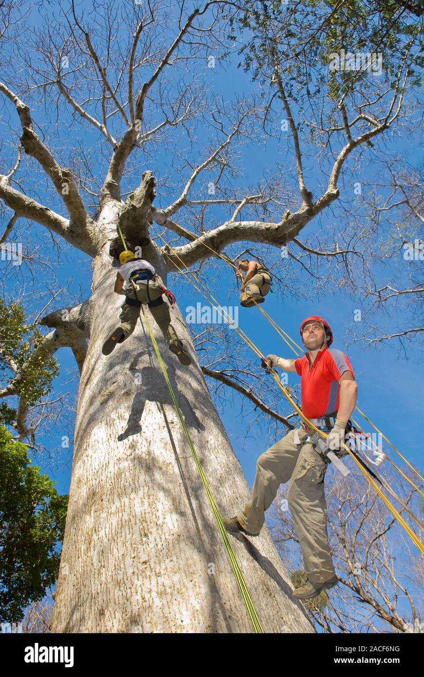 Tree climbing. Climbers using abseiling harnesses and ropes to ascend a ...