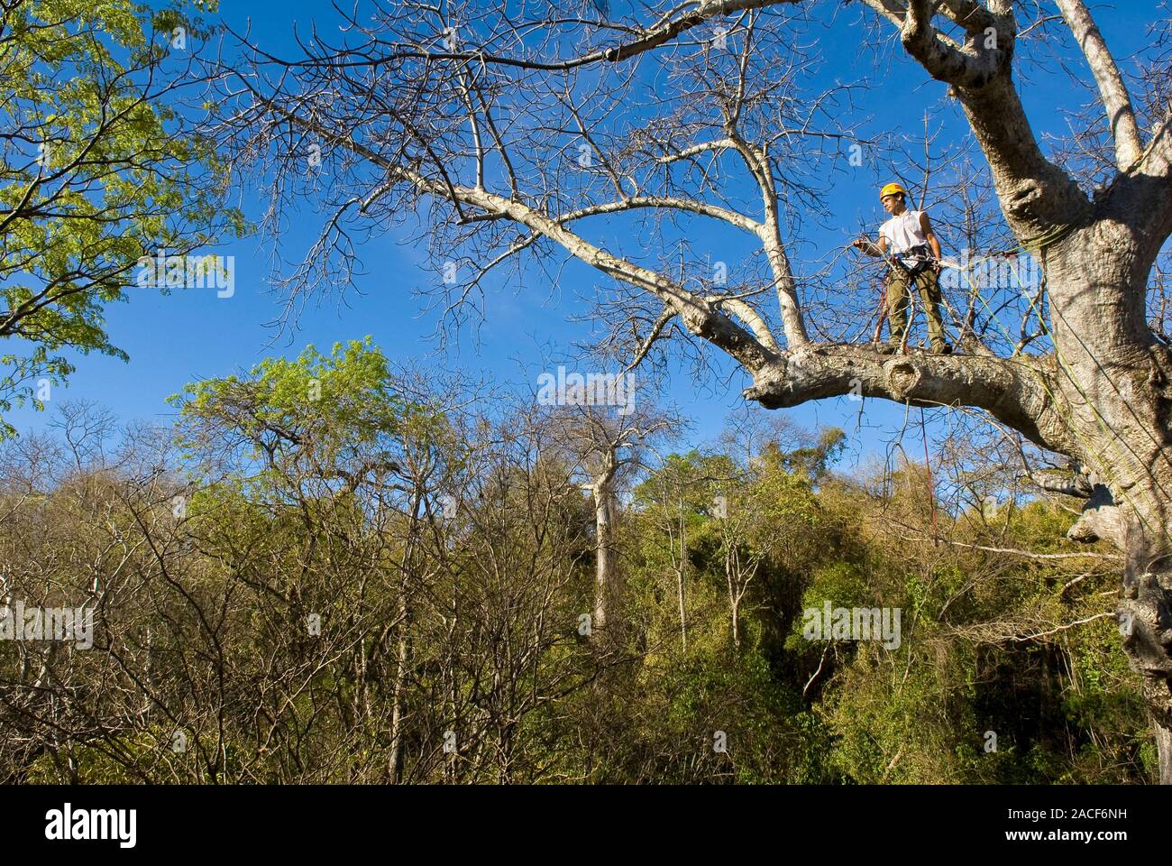 Tree climbing. Climber on the branch of a baobab tree (Adansonia sp ...