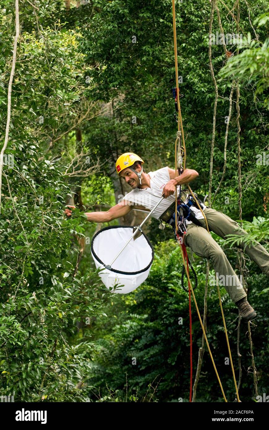 Collecting insects. Entomologist catching insects that have fallen from ...