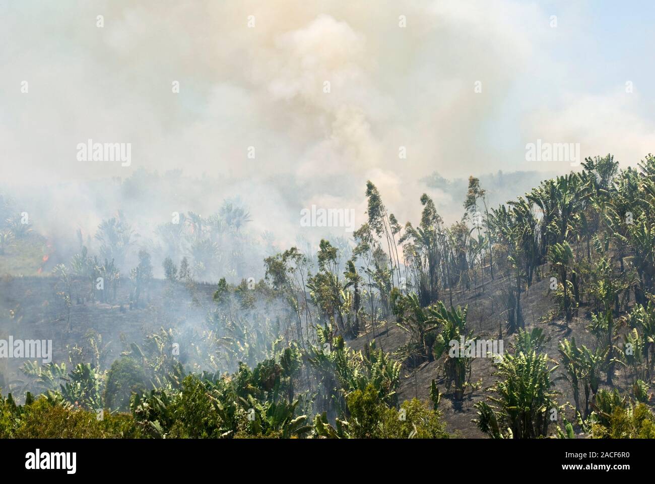Slash and burn agriculture. Smoke rising from burning land on a ...