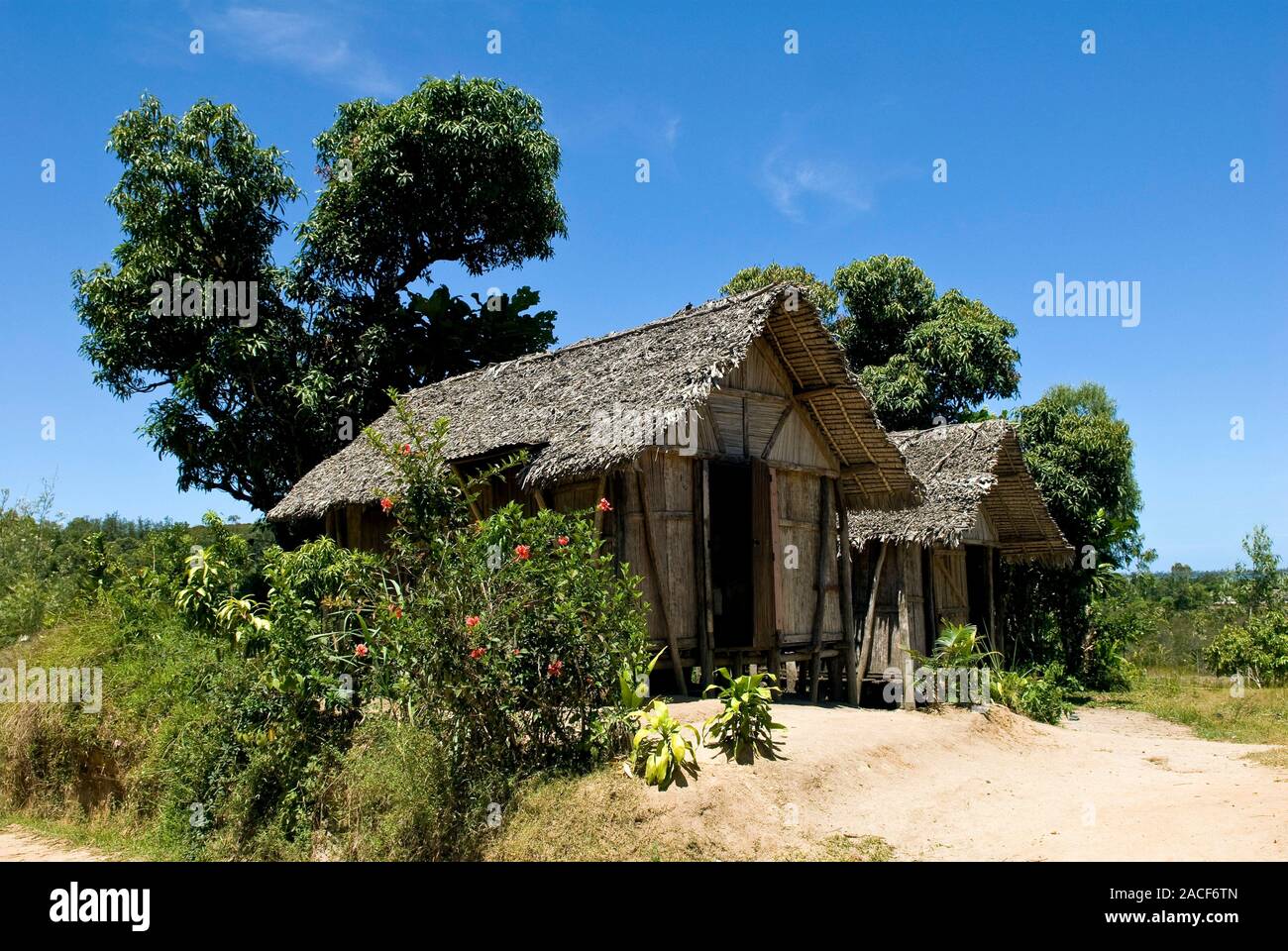 Traditional hut made from parts of traveller's tree (Ravenala ...