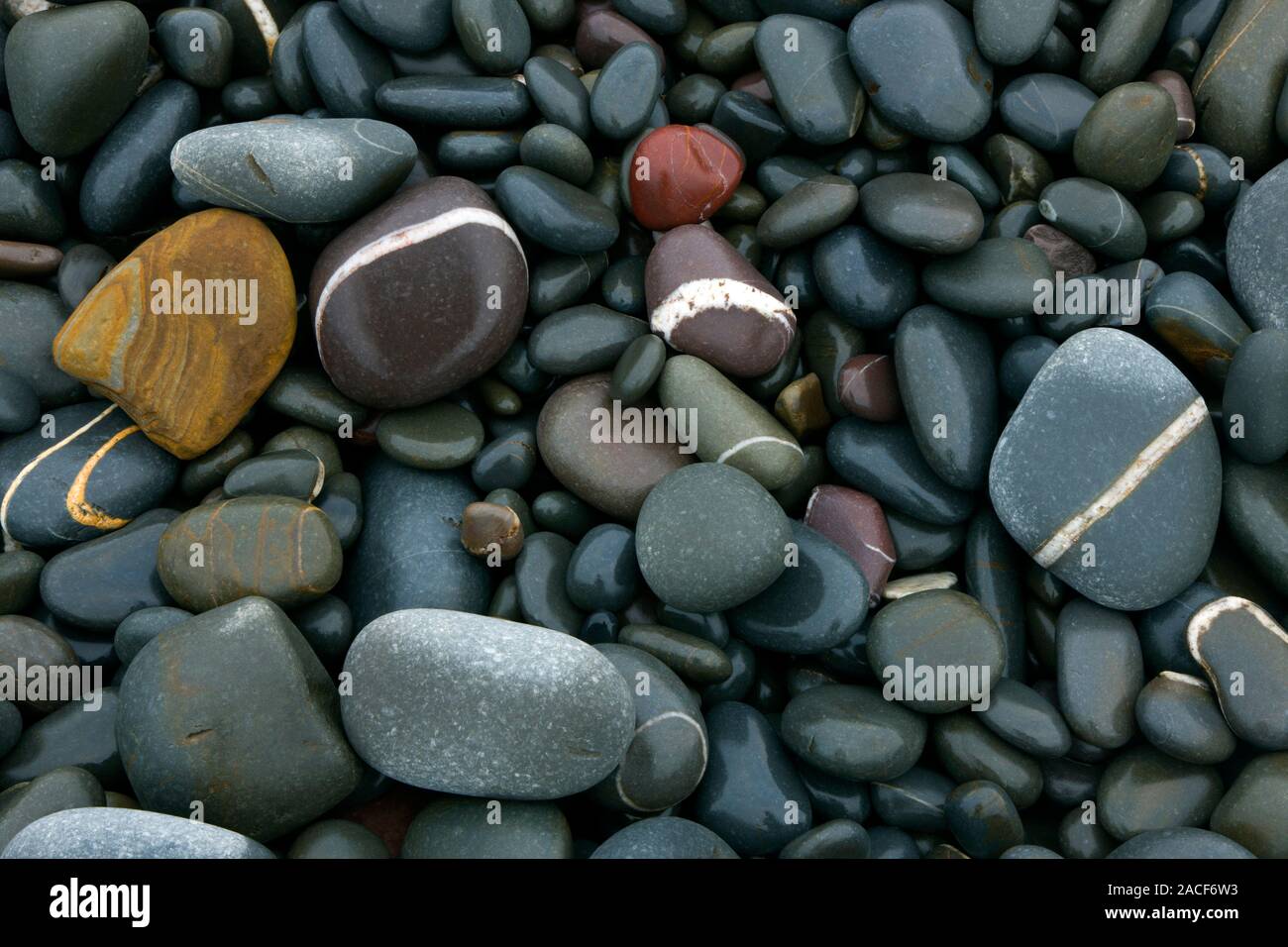 Pebbles on a beach. Photographed near Abbotsham in Devon, UK Stock ...