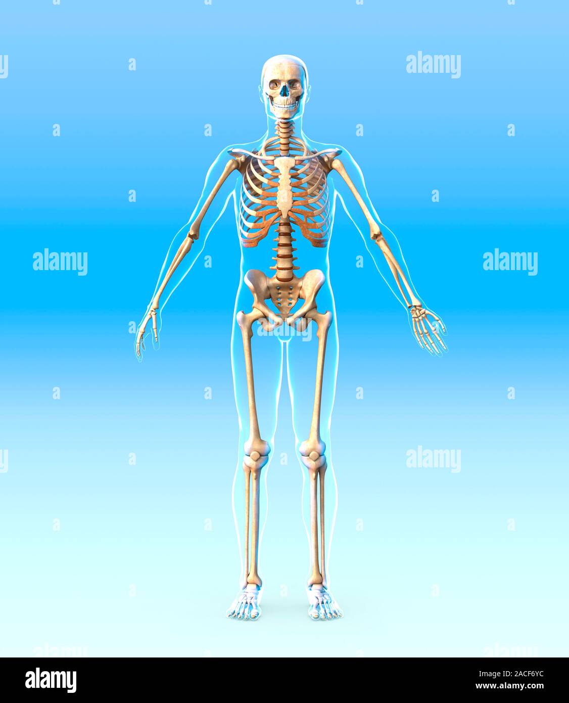 Male skeleton, computer artwork. The human skeleton has 206 bones. The ...