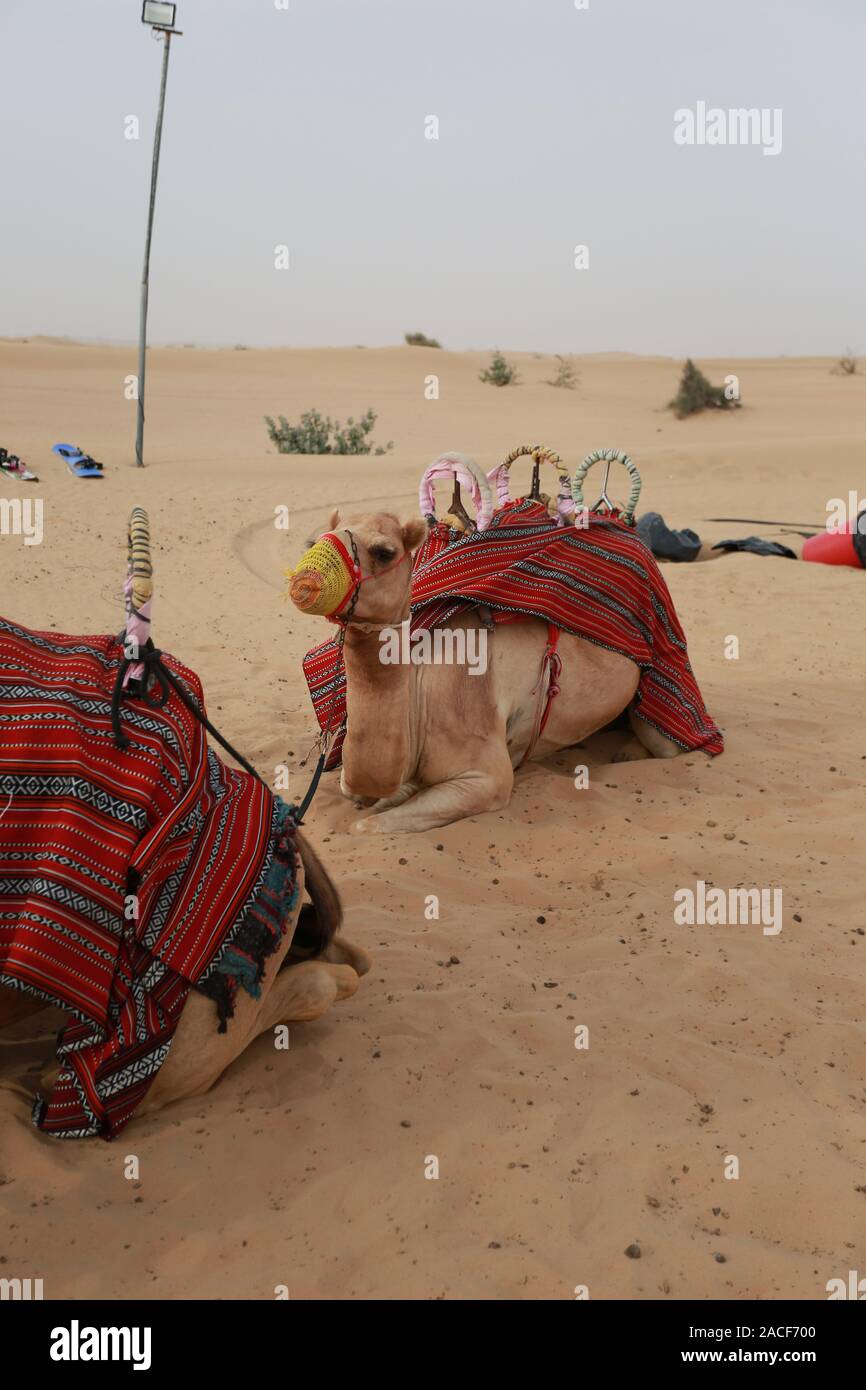 Arabic Desert Landscapes in Dubai, UAE Stock Photo - Alamy
