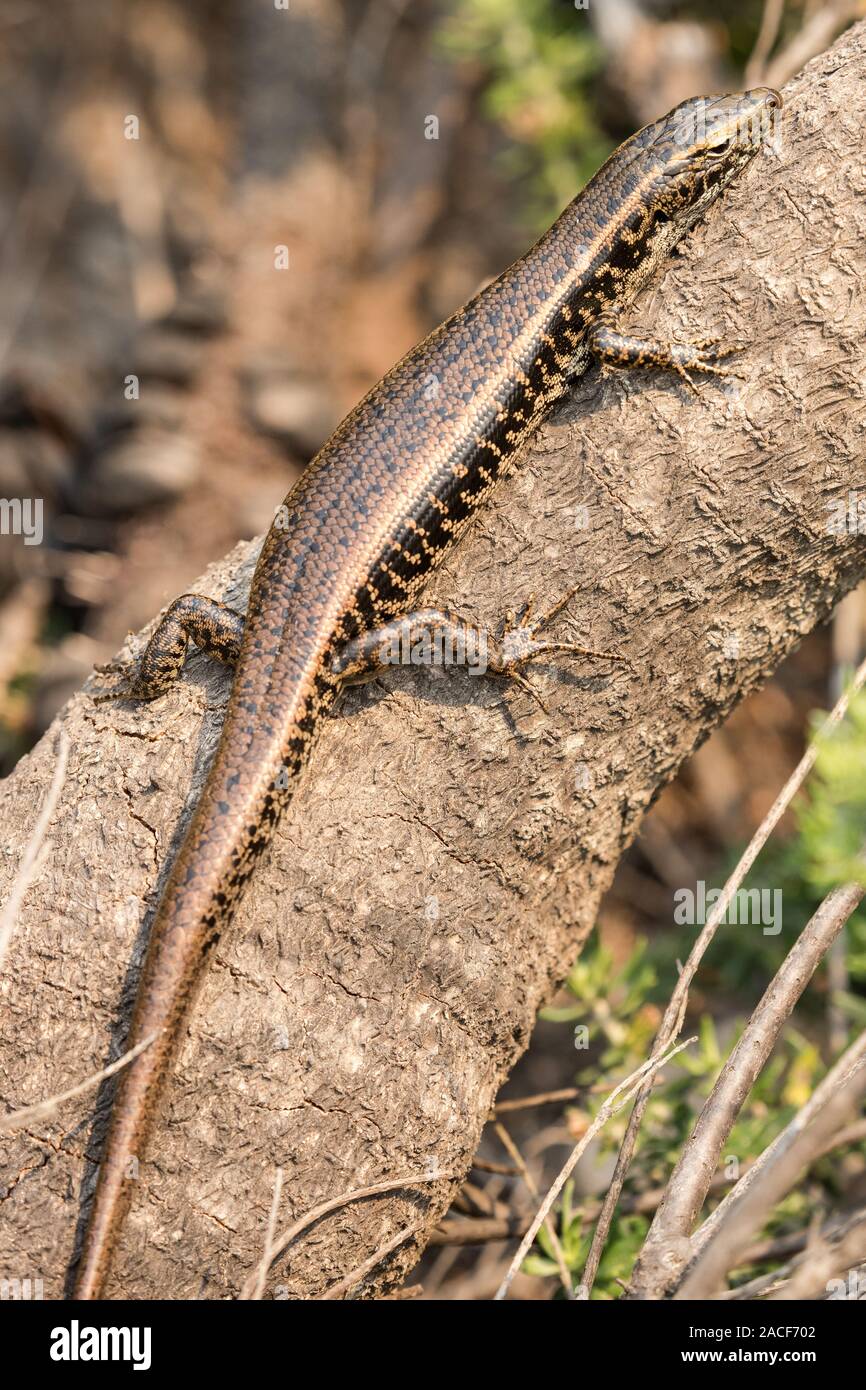 Eastern Water Skink Stock Photo - Alamy