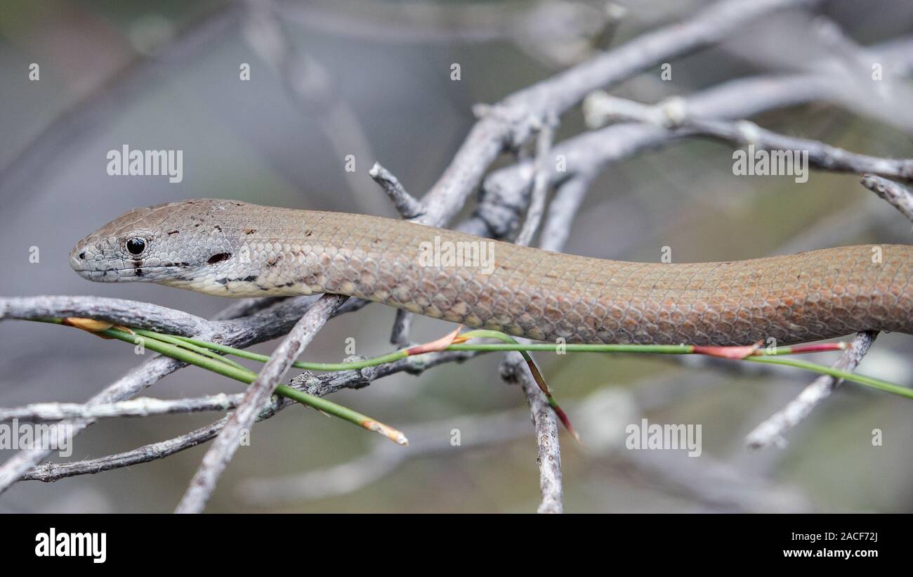 Common Scaly-foot Legless Lizard Stock Photo - Alamy