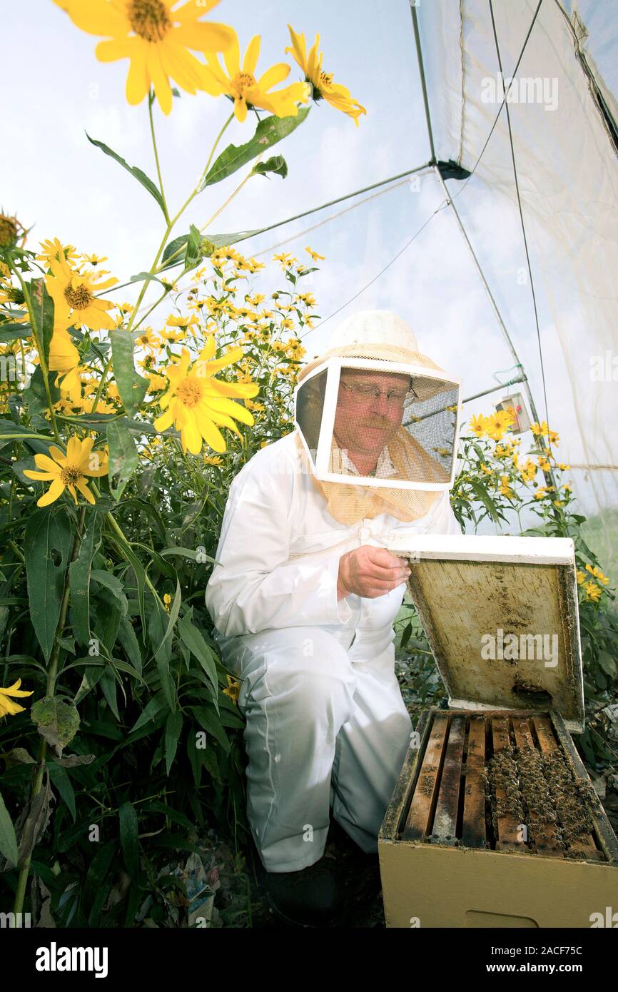 Plant pollination. Entomologist checking honey bees (Apis sp.) in a ...