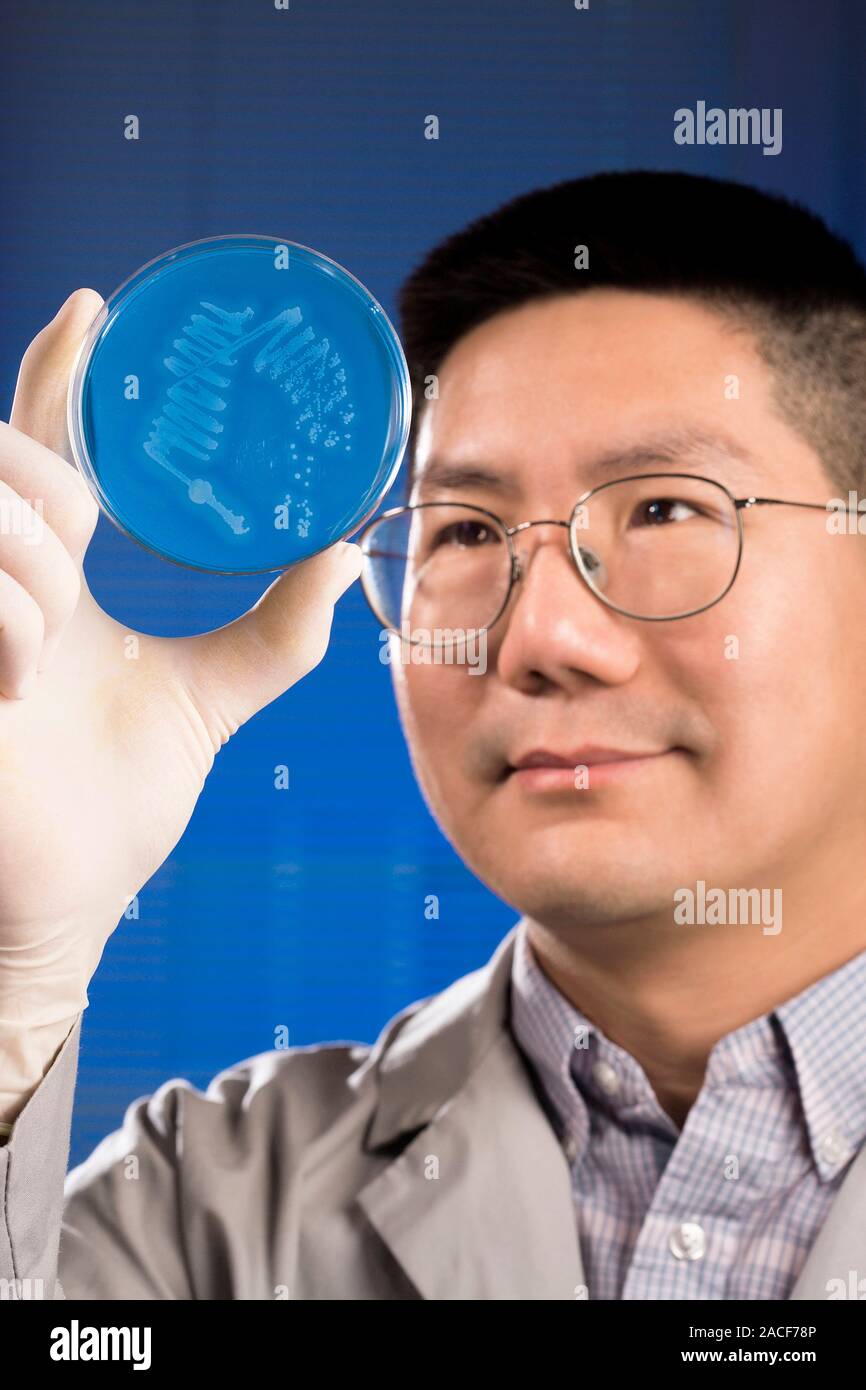 Plant pest research. Chemist inspecting a petri dish containing xylan ...