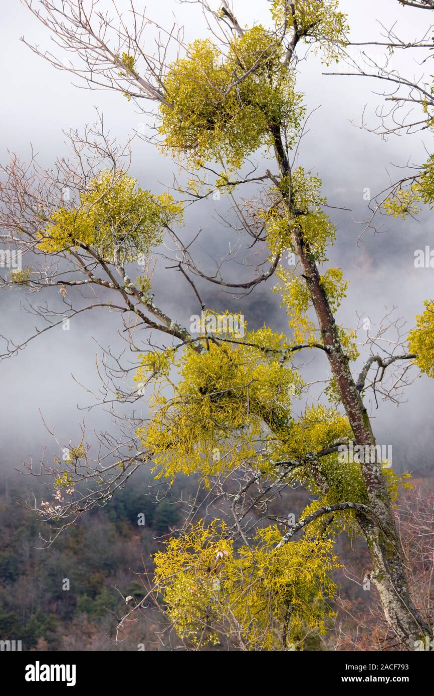 Mistletoe (Viscum album) in a tree. Photographed in Vercors, France ...