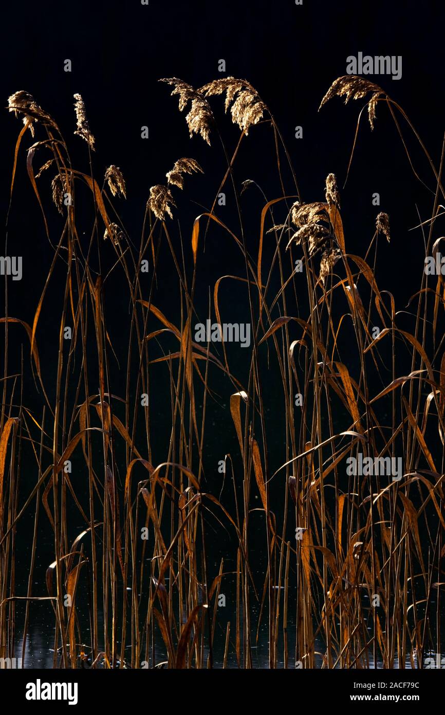 Common reeds (Phragmites australis Stock Photo - Alamy