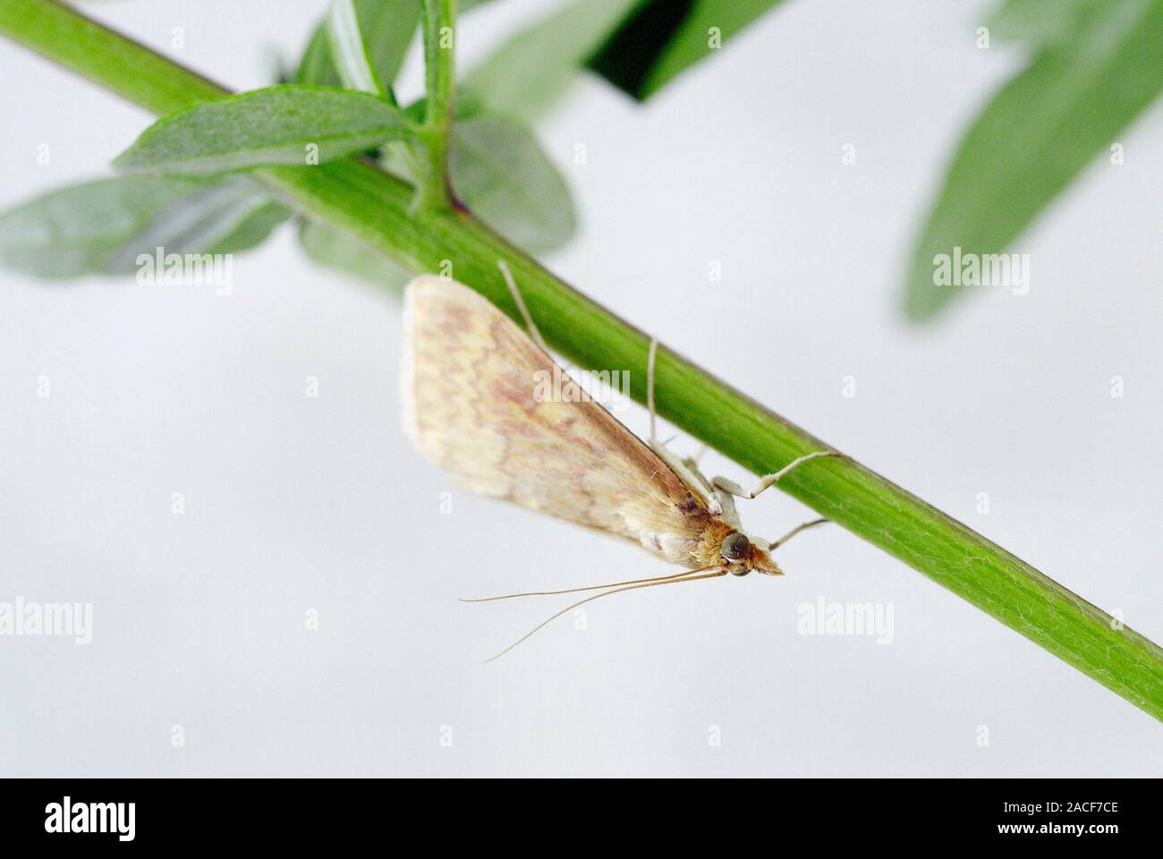 Female European corn borer moth (Ostrinia nubilalis) on a mugwort ...