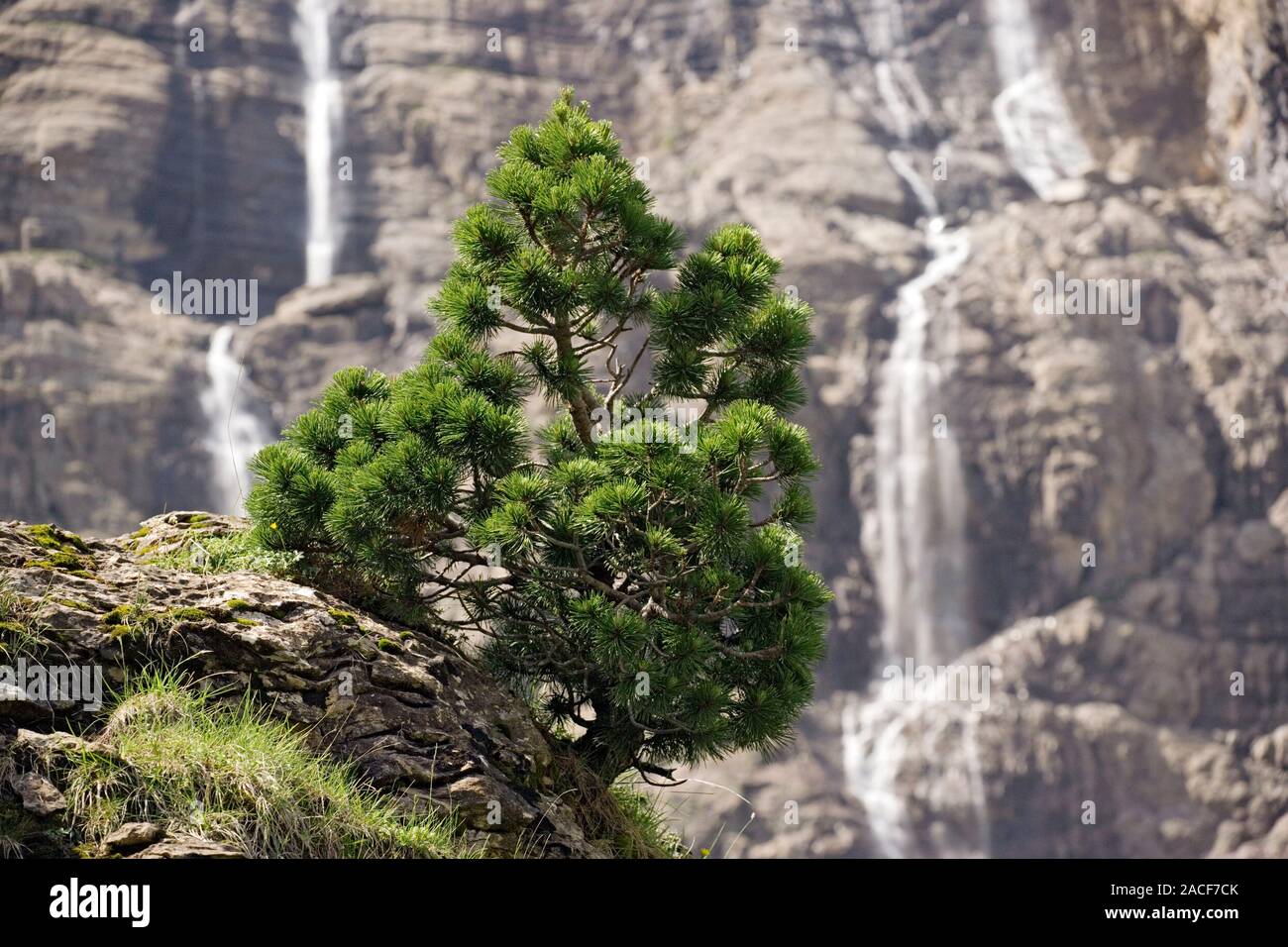 Dwarf mountain pine (Pinus uncinata) in front of waterfalls ...