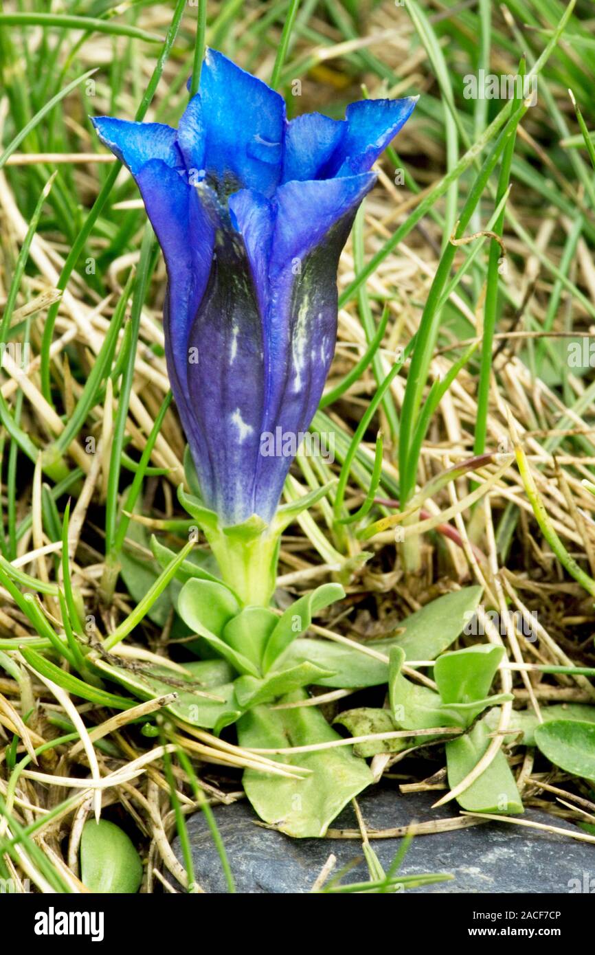 Southern gentian (Gentiana alpina) flower. Photographed in the French ...