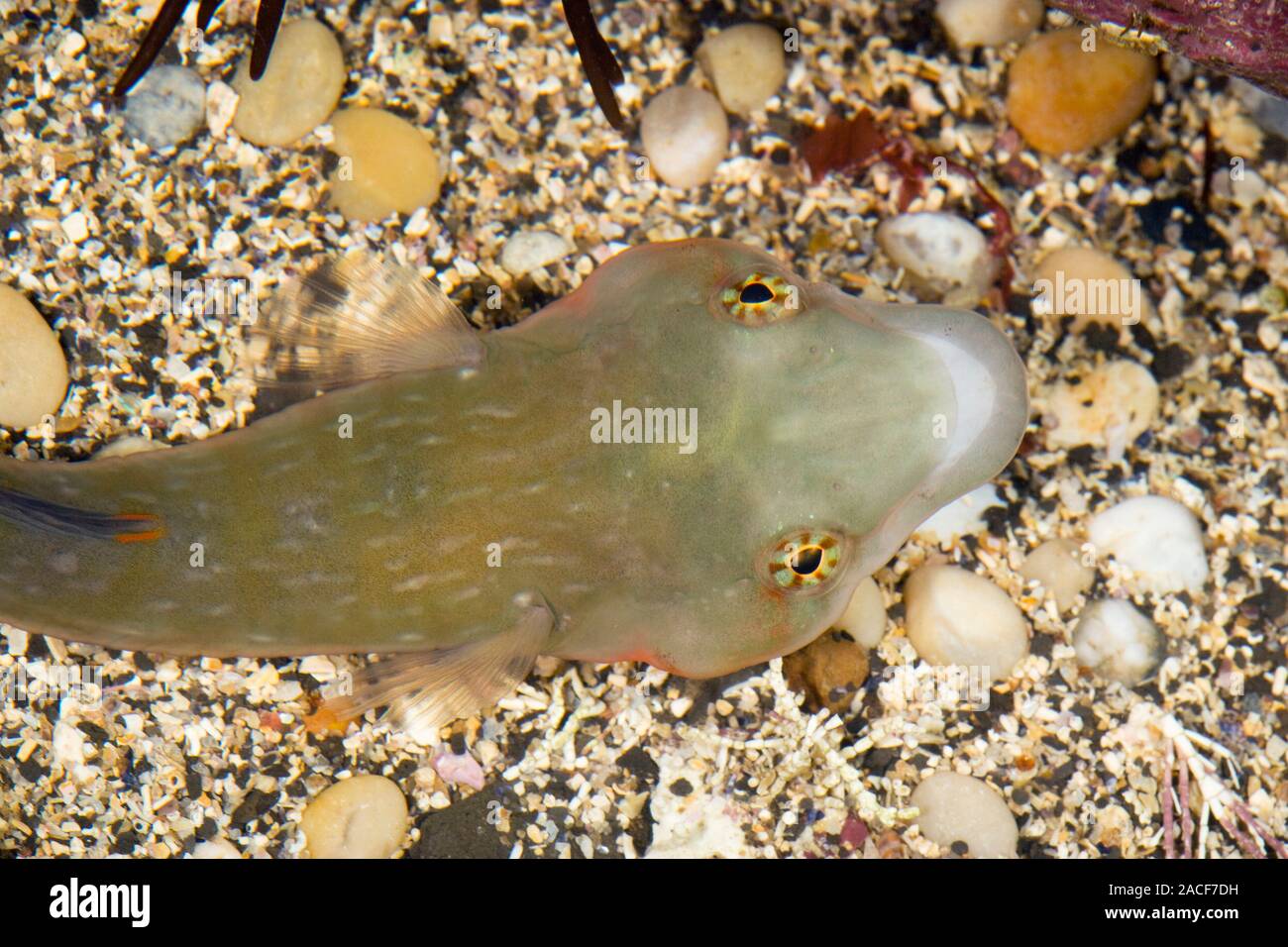 Connemara clingfish (Lepadogaster candollei) in clear water. This fish ...