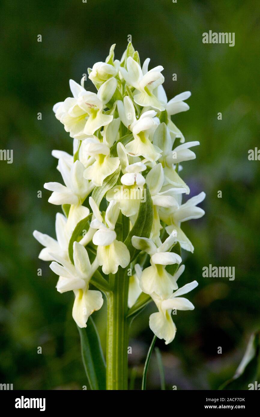 Roman marsh orchid (Dactylorhiza romana) flowers. Photographed in ...