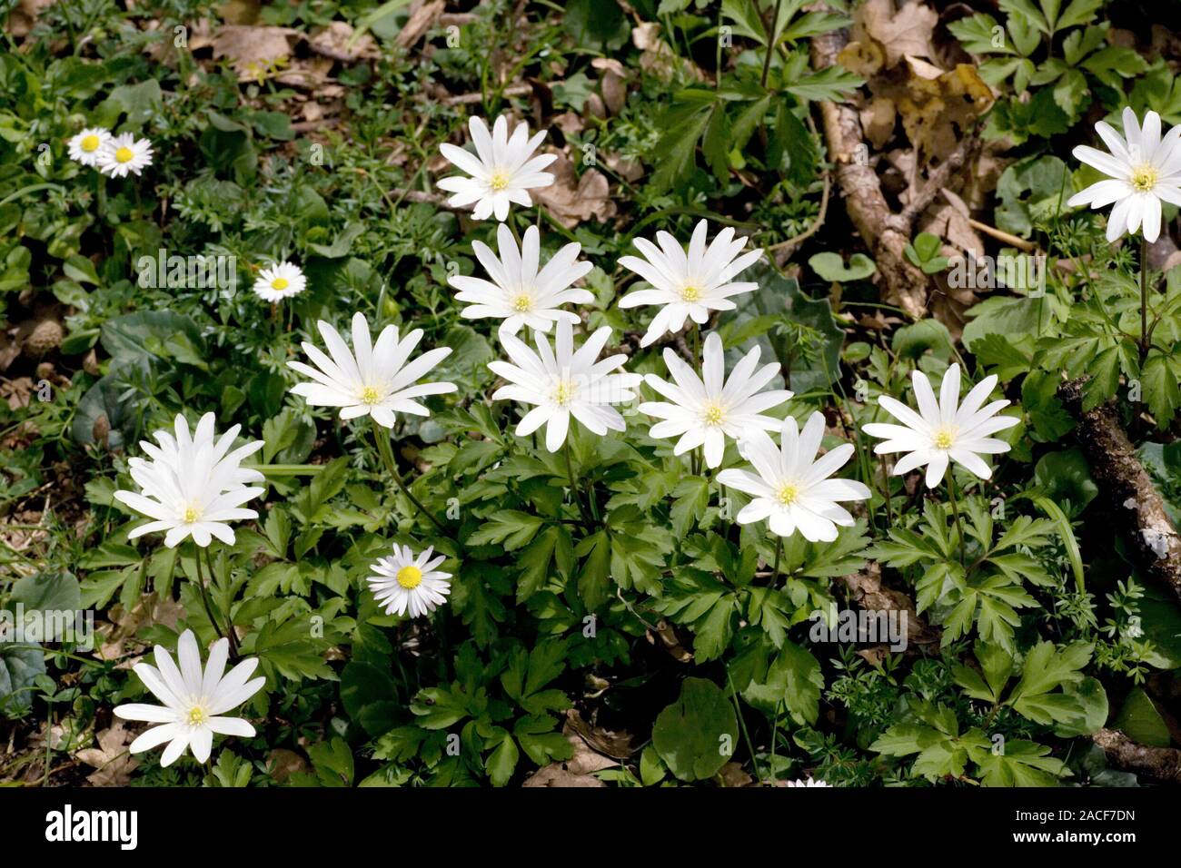 Anemone apennina flowers. Photographed in Sicily, Italy Stock Photo - Alamy