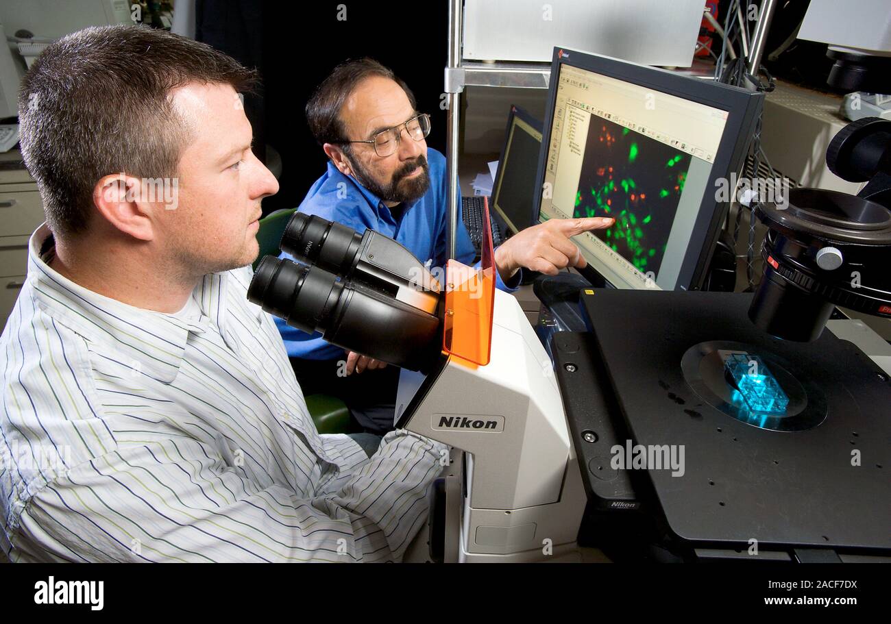 Brain stress research. Biologist (left) and physiologist observing ...