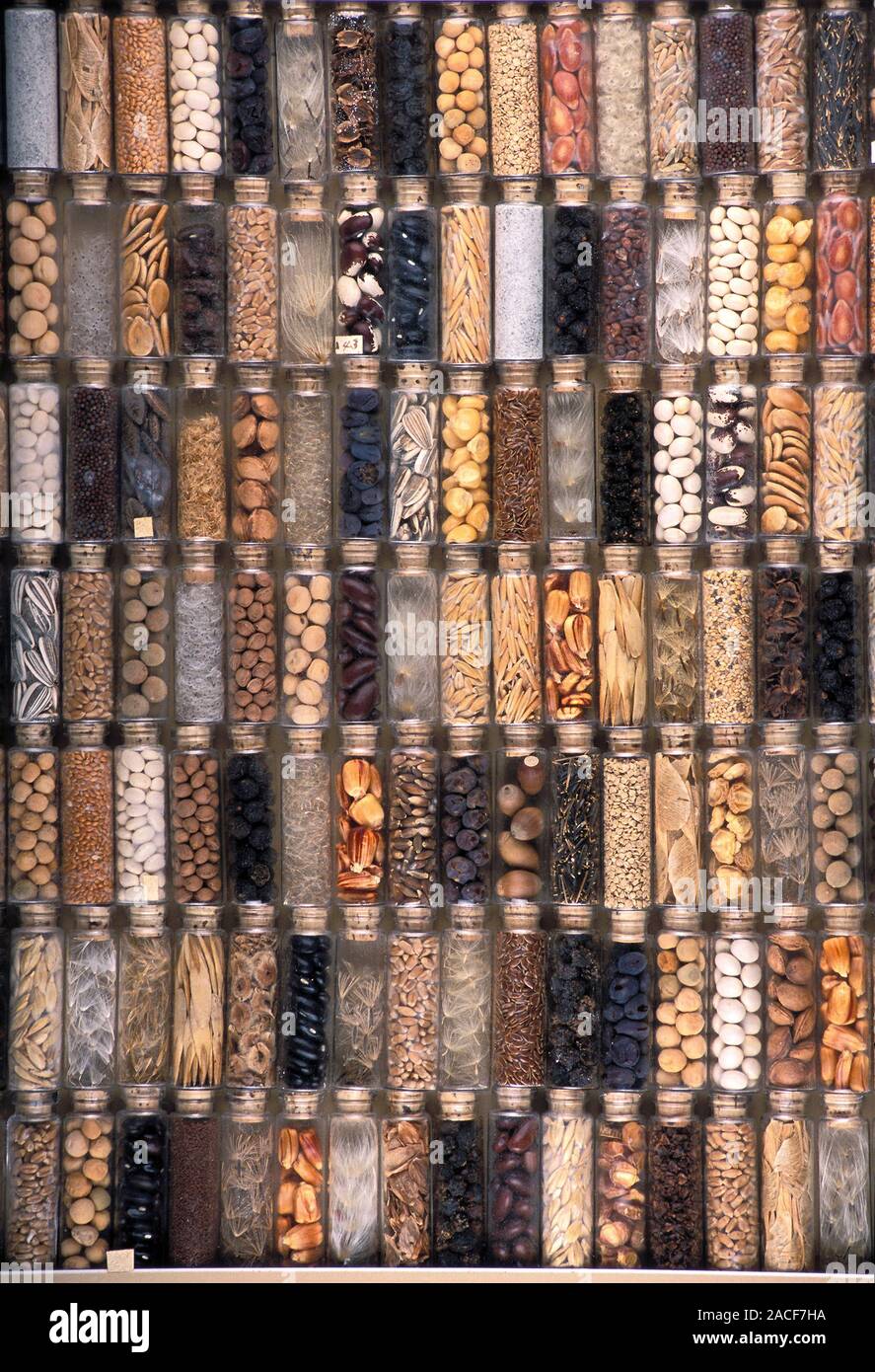 Historical crop seeds. A display of seeds from the late 1890s that ...