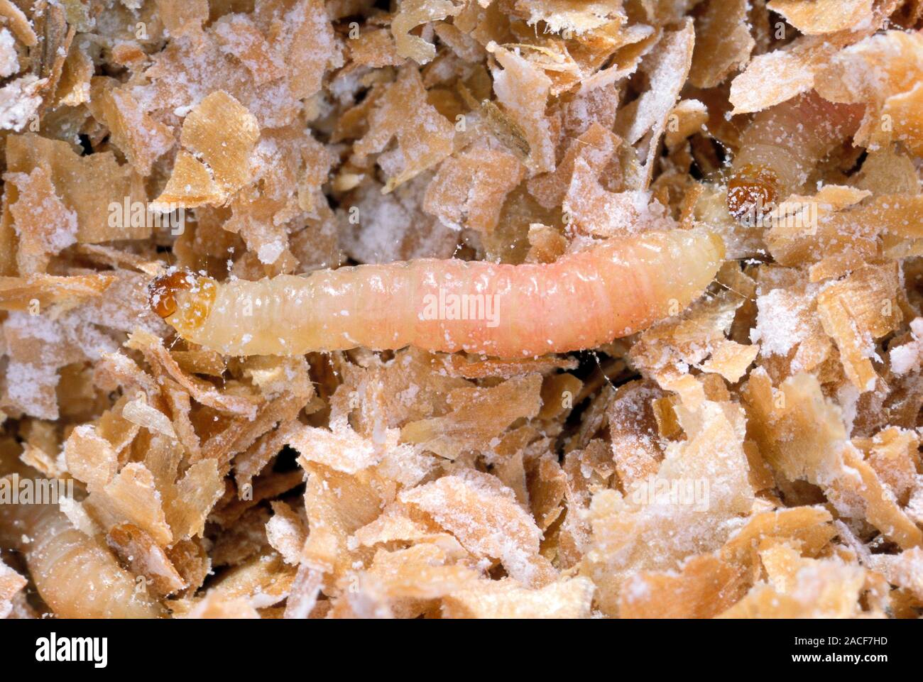 Indianmeal moth (Plodia interpunctella) larvae. These larvae are a ...