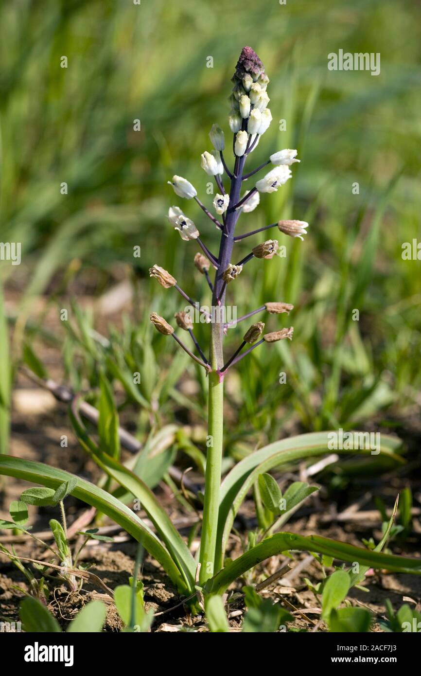 Bellevalia romana flowers. Photographed in Sicily, Italy Stock Photo ...