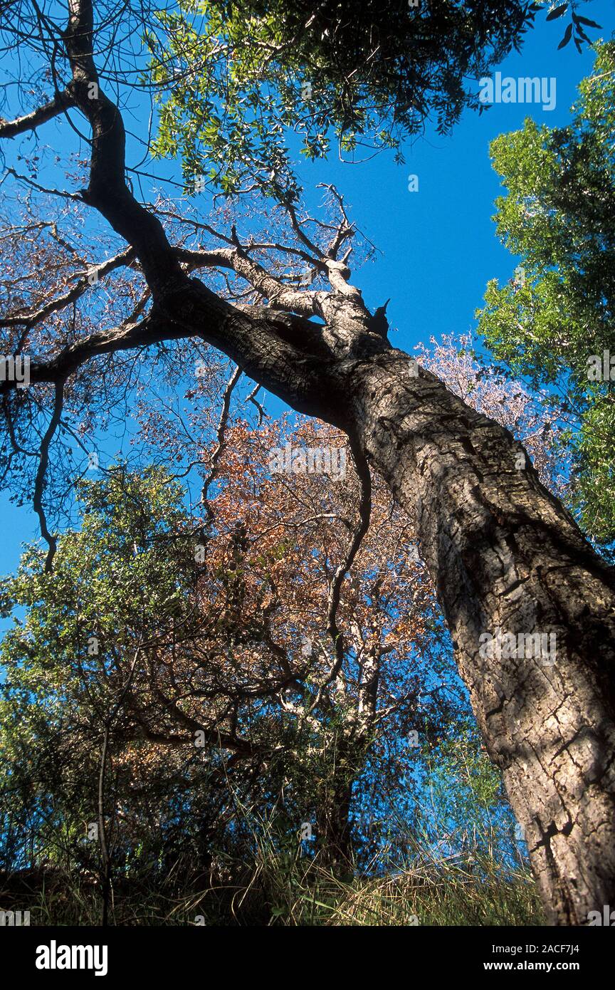 Diseased oak tree. View looking up at an oak tree with dead leaves ...