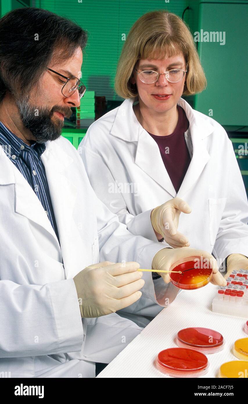 Salmonella research. Microbiologist (left) and animal scientist ...