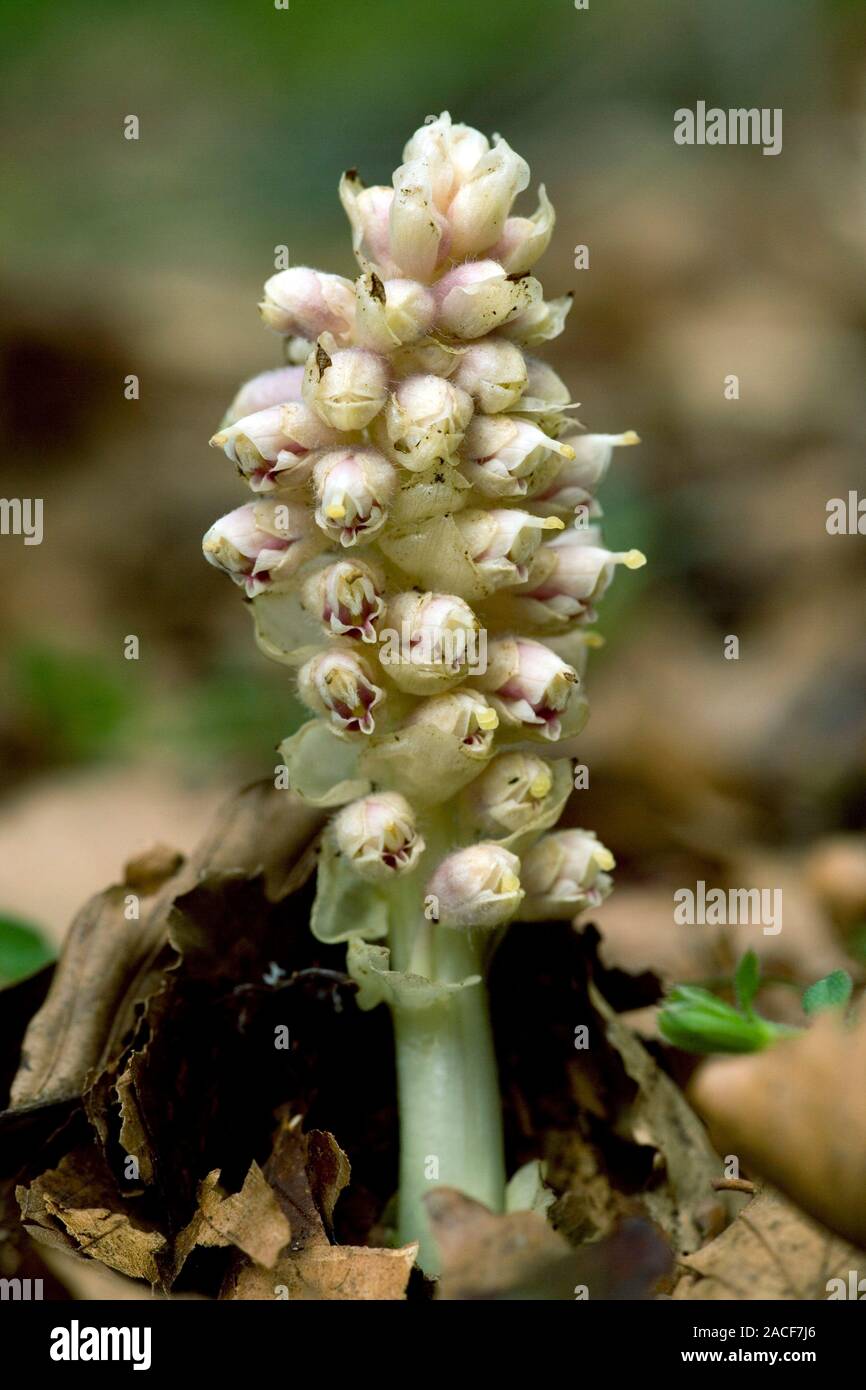 Toothwort (Lathraea squamaria) flowers. This plant is parasitic on the ...