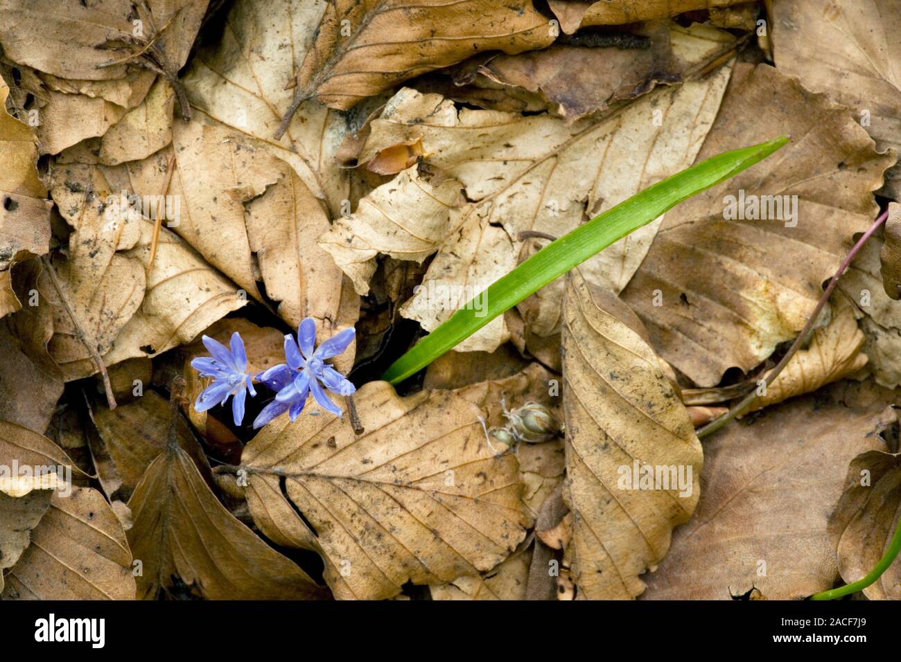 Scilla flower (Scilla bifolia) in leaf litter. Photographed in Sicily ...