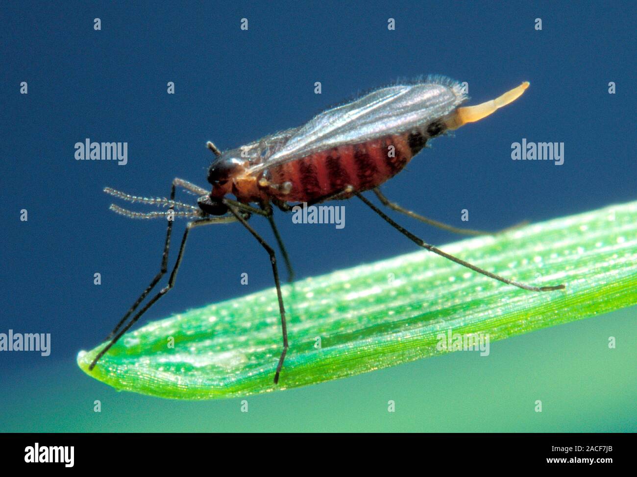 Hessian fly. Close-up of a female Hessian fly (Mayetiola destructor) on a leaf. Hessian flies ...