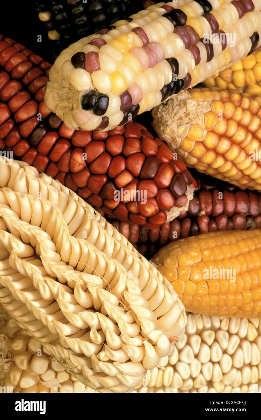 Different maize varieties. Close-up of differently coloured maize (Zea ...