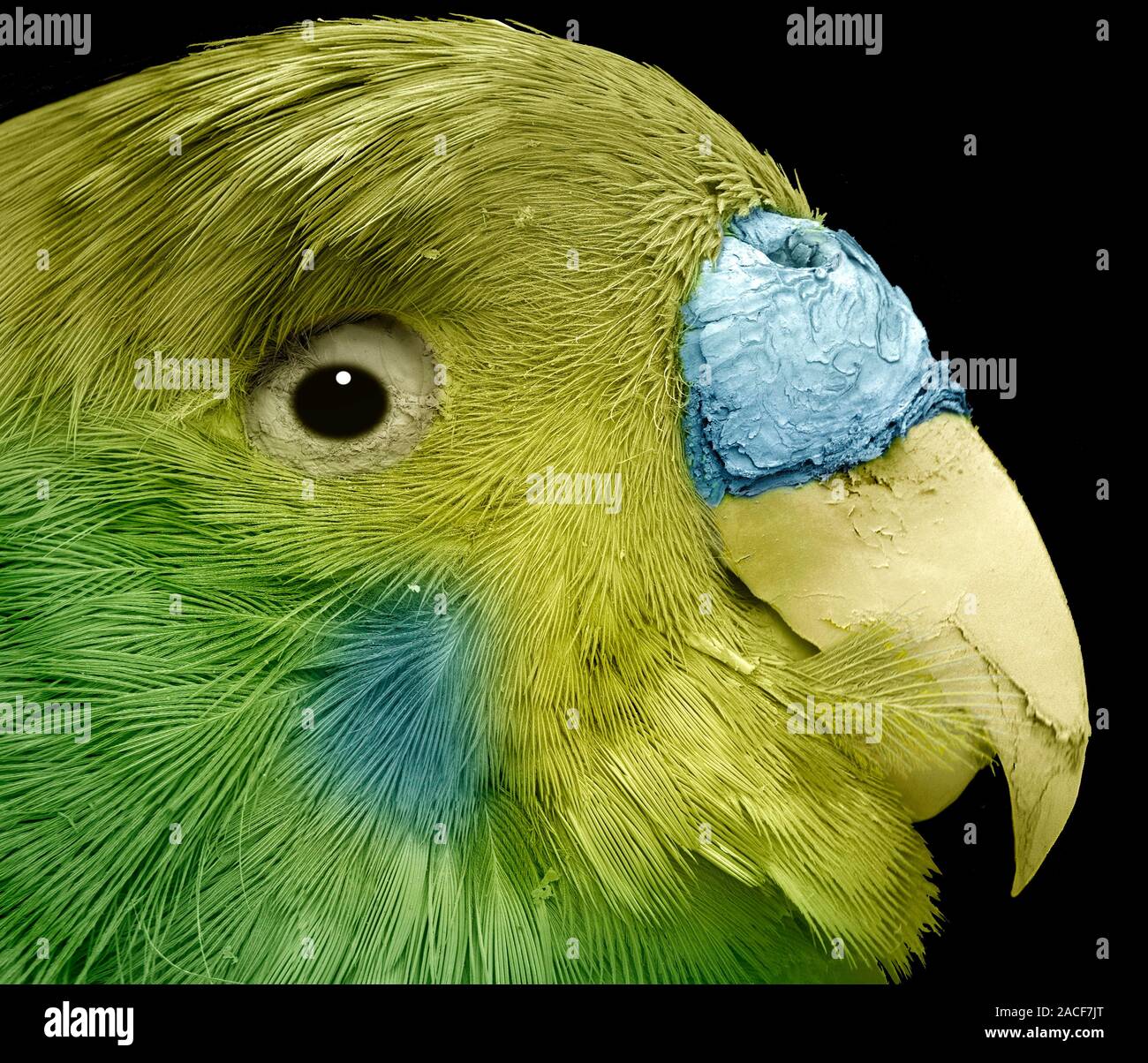 Budgerigar (Melopsittacus undulatus) head, coloured scanning electron ...