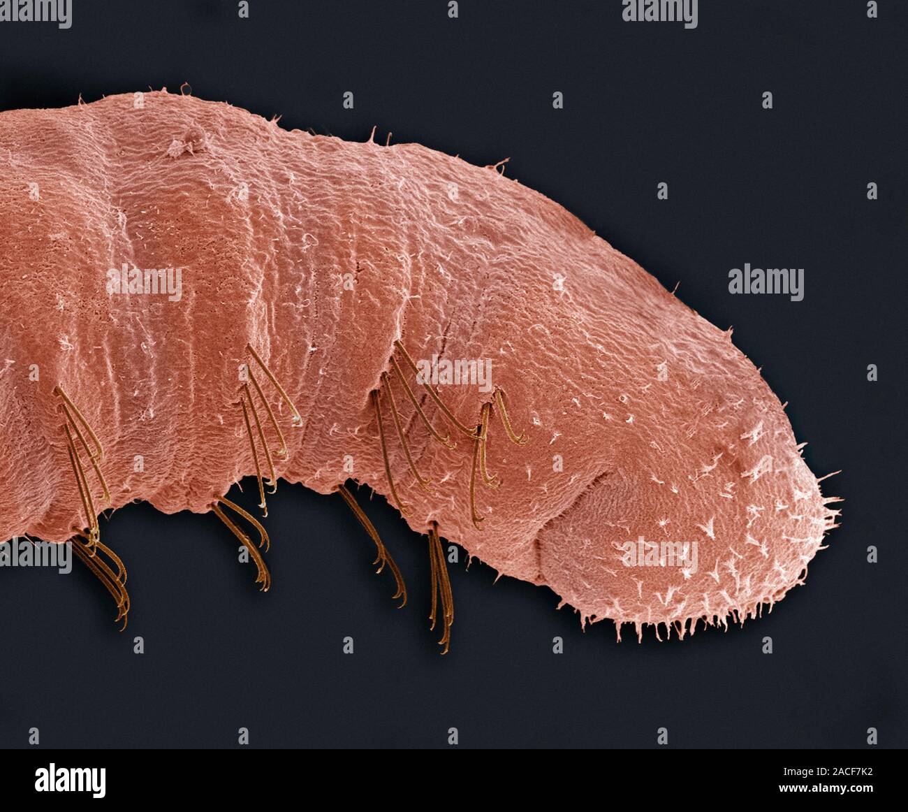 Bloodworm. Coloured scanning electron micrograph (SEM) of a bloodworm ...