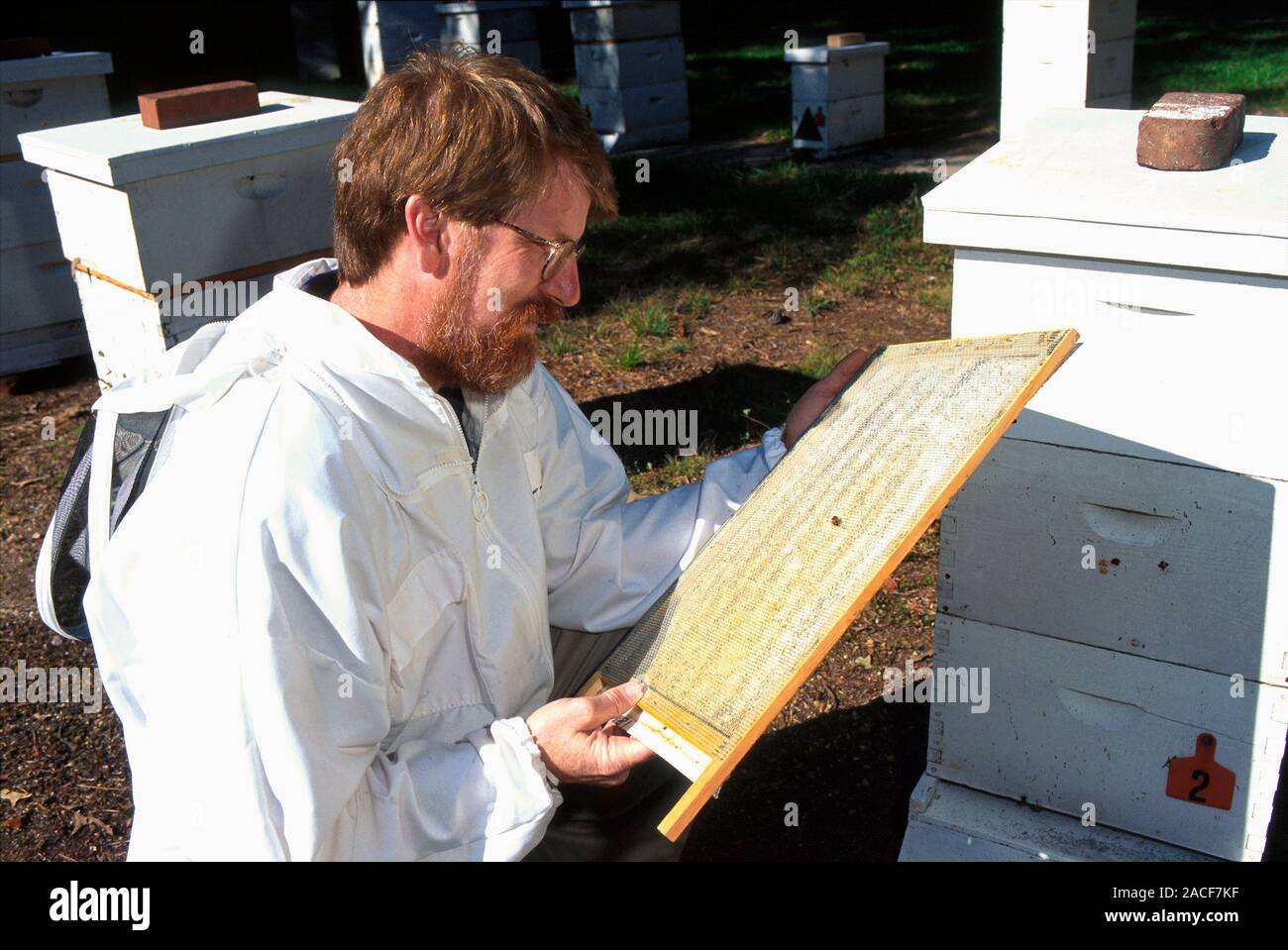 Honey bee health research. Entomologist examining a screen used to ...