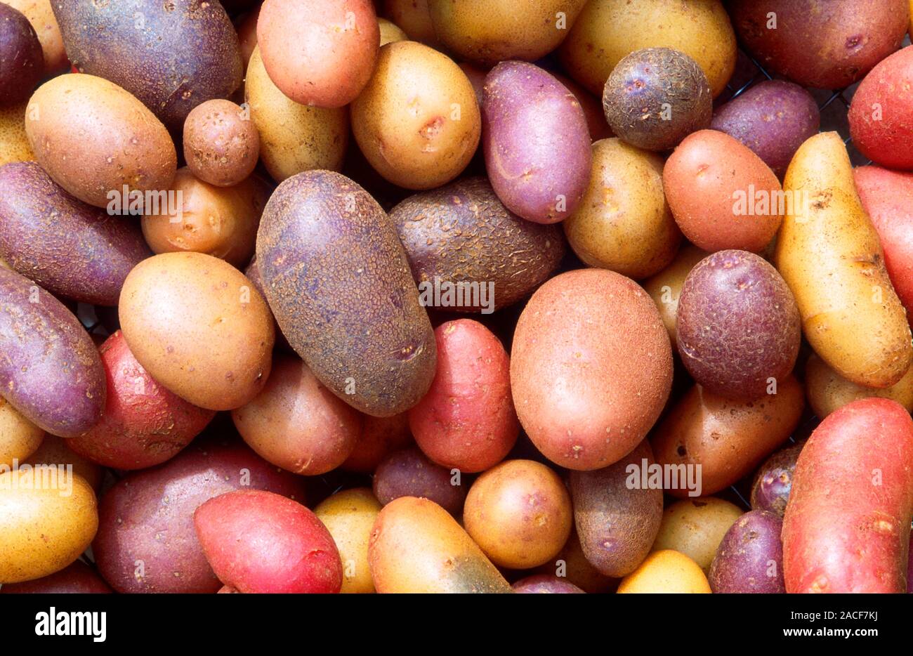Potatoes. Close-up of an assortment of potato (Solanum tuberosum ...