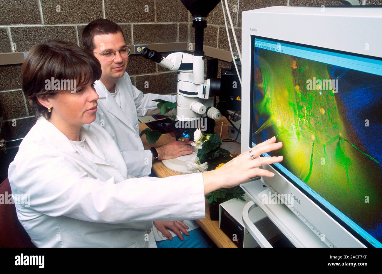 Plant fungus research. Researchers using a microscope to examine the ...