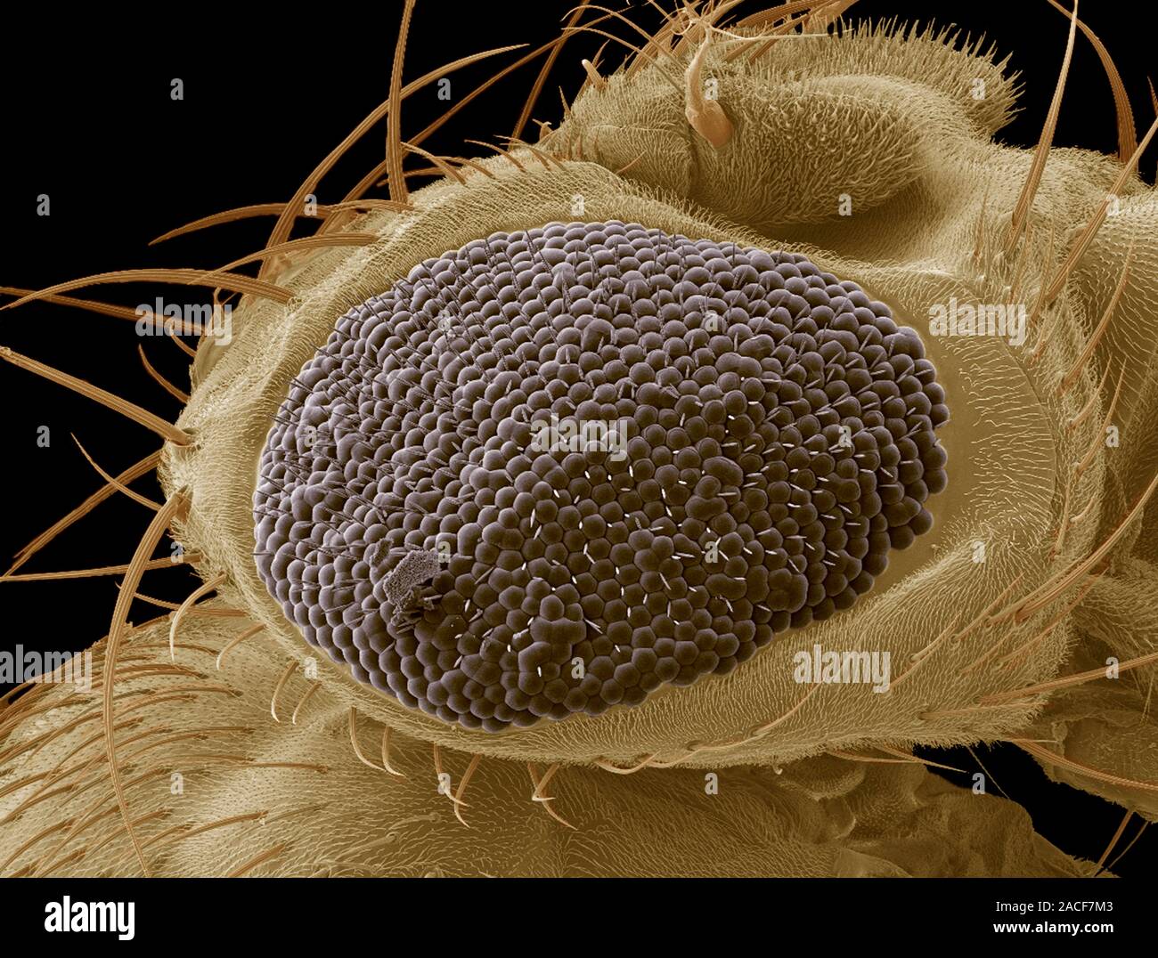 Mutant fruit fly compound eye. Coloured scanning electron micrograph ...
