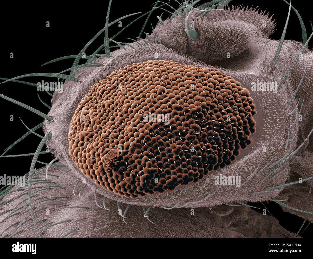 Mutant fruit fly compound eye. Coloured scanning electron micrograph ...
