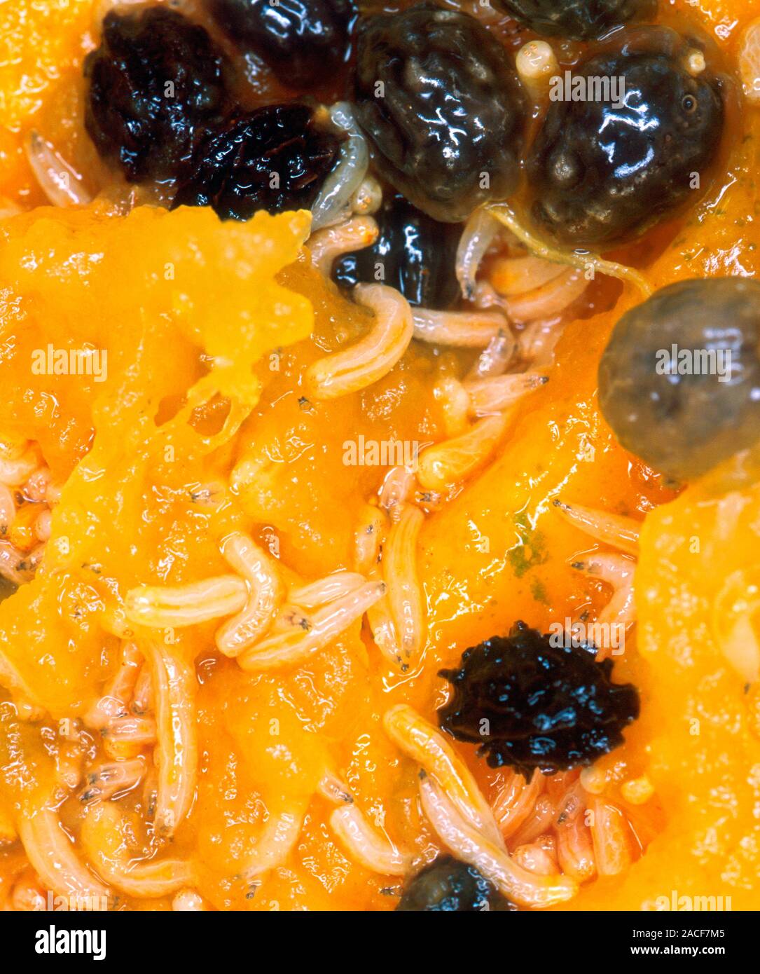 Fruit fly larvae. Close-up of fruit fly (Drosophila sp., white) larvae ...