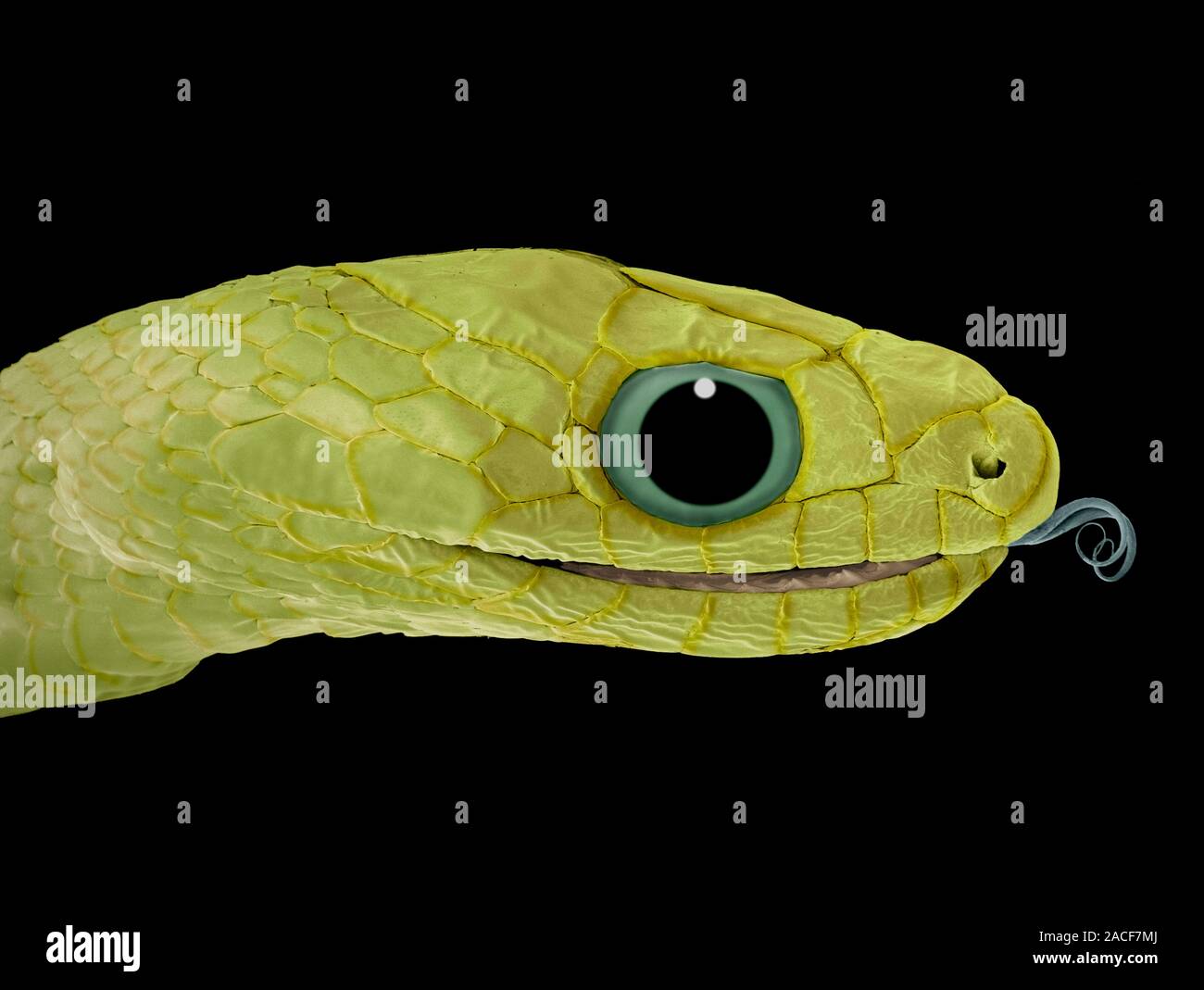 Snake (suborder Serpentes) head, coloured scanning electron micrograph ...