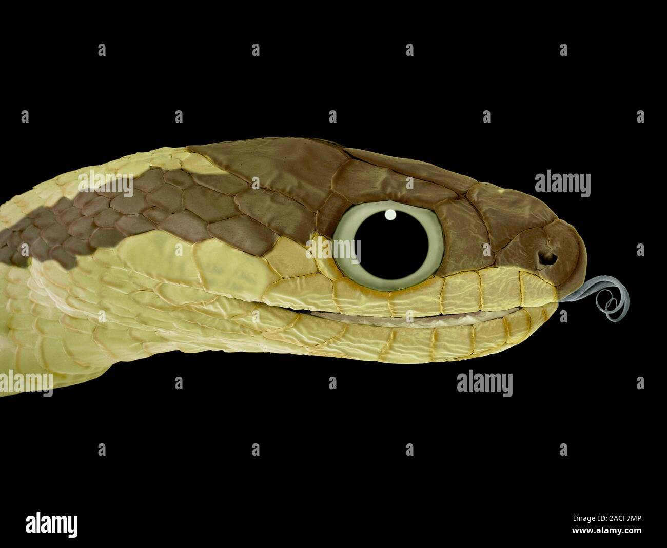 Snake (suborder Serpentes) head, coloured scanning electron micrograph ...