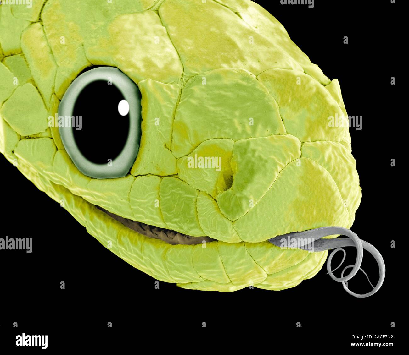 Snake (suborder Serpentes) head, coloured scanning electron micrograph ...