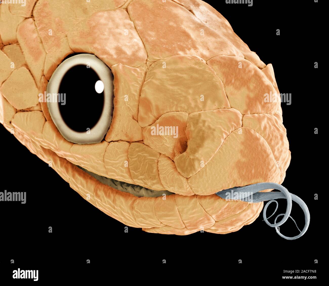 Snake (suborder Serpentes) head, coloured scanning electron micrograph ...